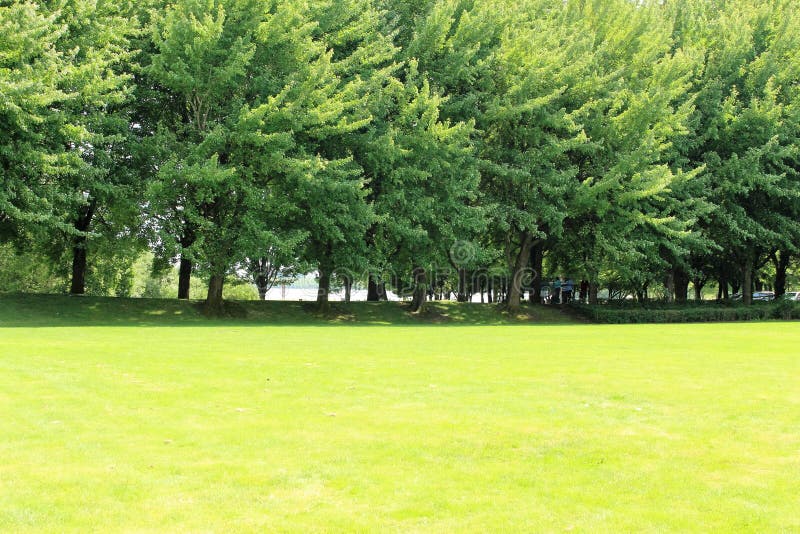 Green Trees stock photo. Image of lush, trees, green - 72252288