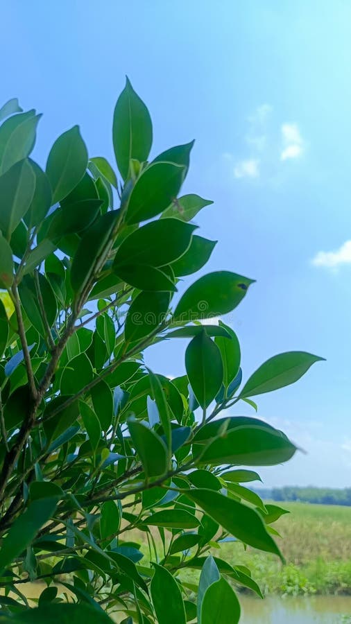 Green Trees, Which are Soothing To the Eyes? Stock Image - Image of ...