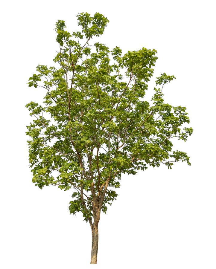 Green Trees on White Background with Clipping Path, Single Tree with a ...