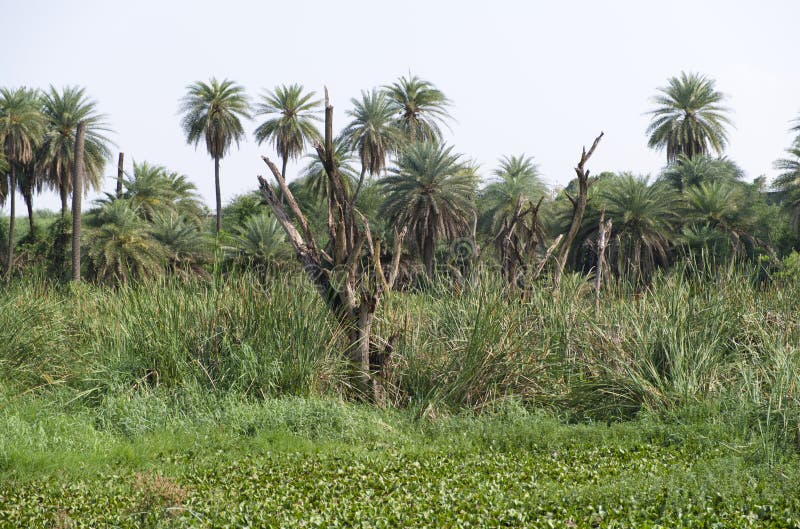 Green Trees on the Wild Side Stock Photo - Image of park, scenary ...
