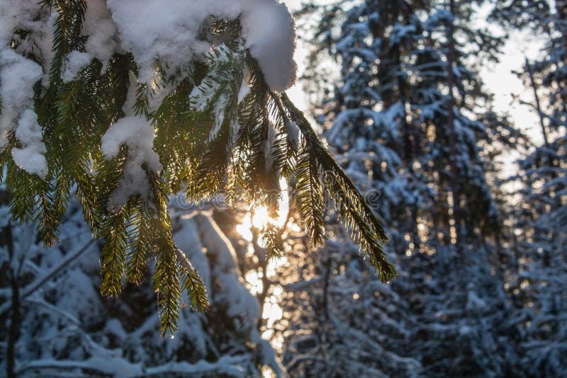 Green trees in winter snow stock photo. Image of forest - 134937198
