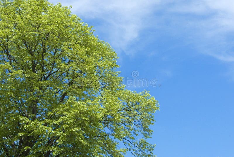Trees top - wide stock image. Image of green, naturistic - 21525