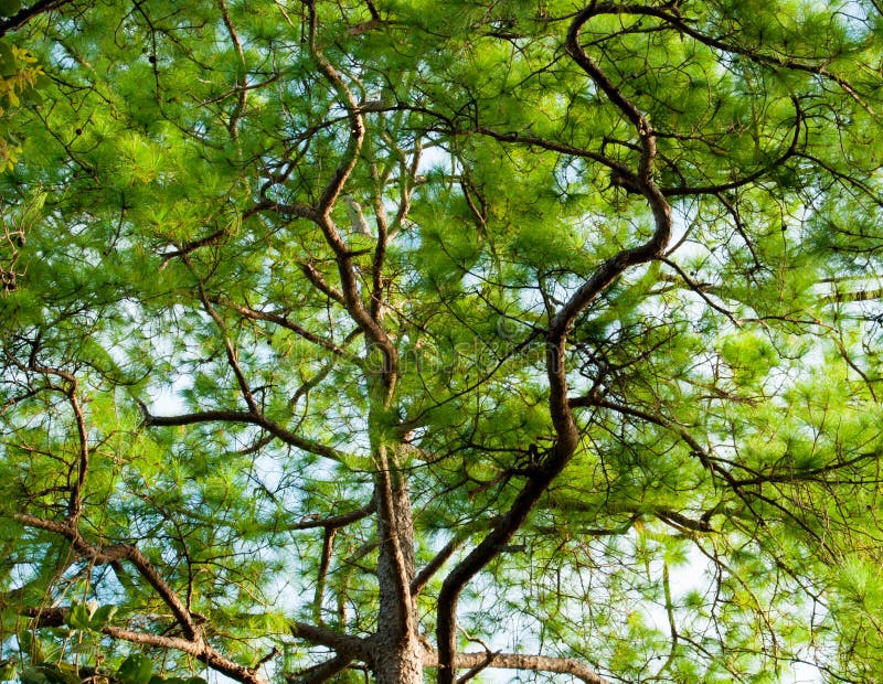 Green treetop stock photo. Image of outdoor, leaves, natural - 61643246