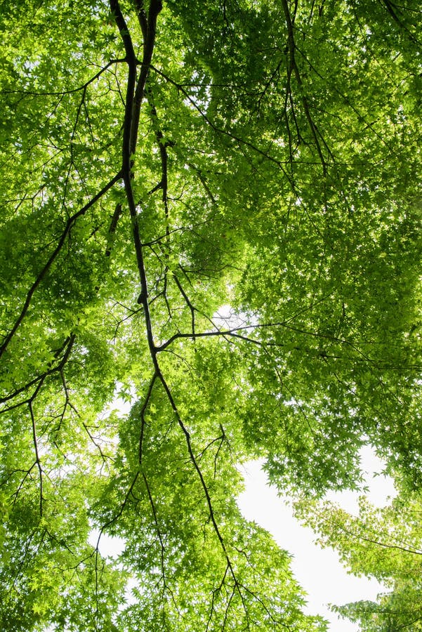 Green treetop stock image. Image of light, natural, green - 57318239