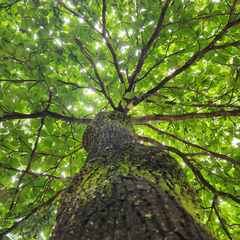 Green Treetop with Sun Rays and Dark Brown Trunk Stock Photo - Image of ...