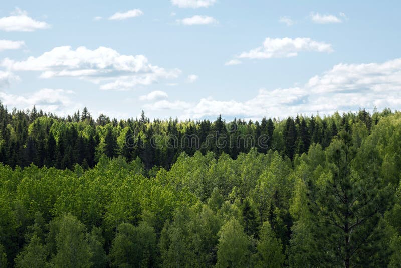 Green Treetops and Beautiful Cloudy Blue Sky, Mixed Forest Landscape ...