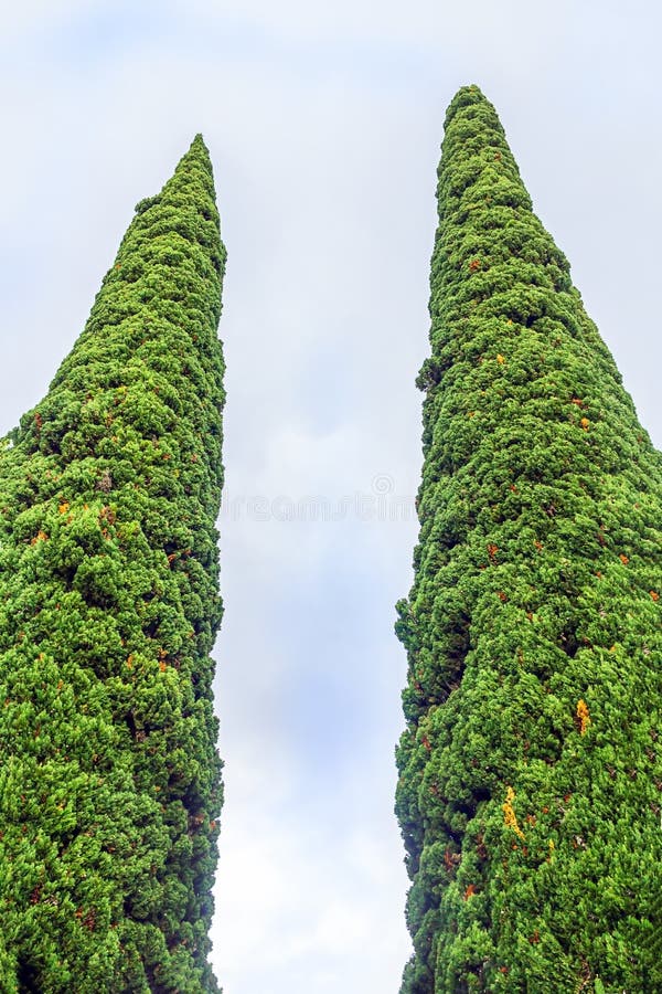 Green Treetops of Cypress Trees Reach for the Gray Cloudy Sky Stock ...