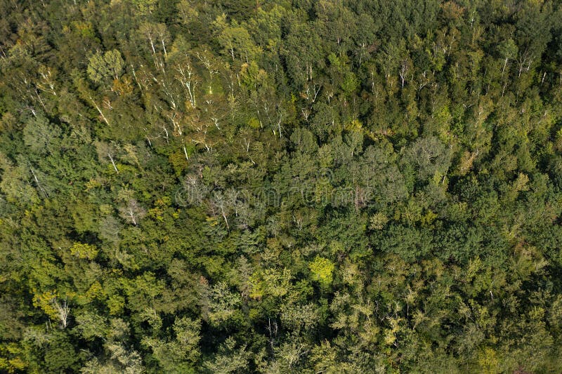 Green Treetops Drone Aerial from Above Stock Image - Image of trees ...