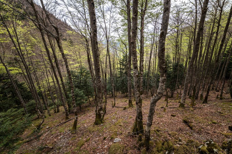 Treetops In A Forest In Autumn Stock Photo - Image of colors, colorful ...