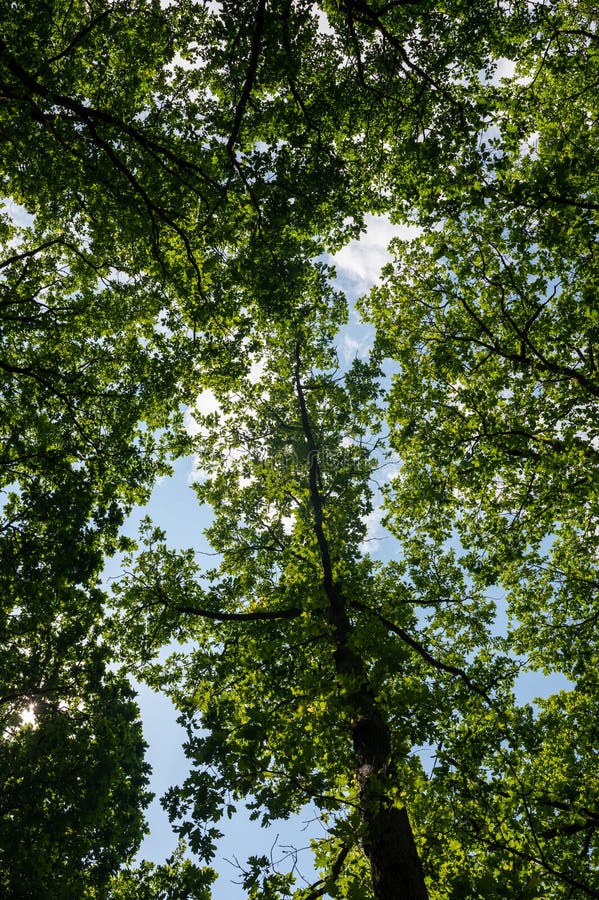 Green treetops stock image. Image of looking, green - 282593347