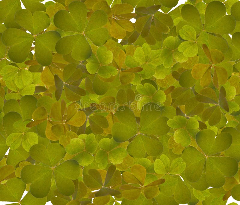 Green Trefoil Leaves Isolated on White Stock Image - Image of closeup ...