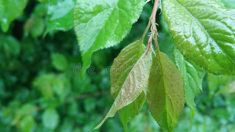 Green Tress stock image. Image of forest, tress, water - 92391821