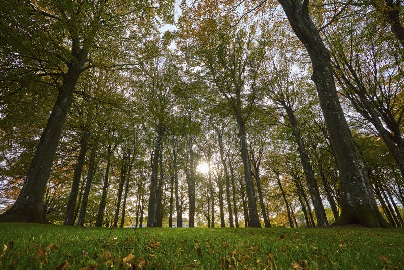 Green Tress in Summer Season Stock Photo - Image of scenic, plant ...