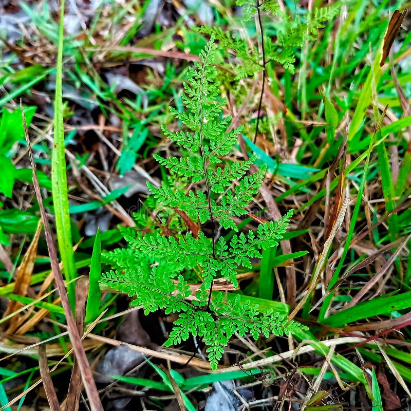 The Green Triangular Leaflets of the Maidenhair Fern Plant, Called ...