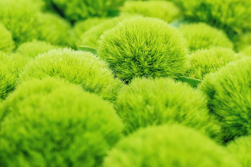 Green trick dianthus plant stock photo. Image of bowls - 97815192