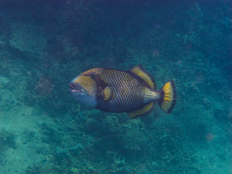 Green triggerfish stock image. Image of swimming, fish - 37982969
