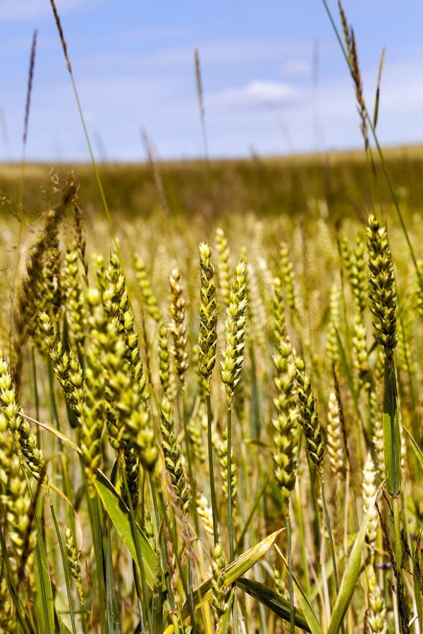 Food Grain, Field, Barley, Triticale Picture. Image: 114296894