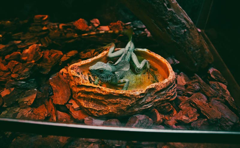 Green Tropical Basilisk Lizard Resting in Its Bath Stock Photo - Image ...