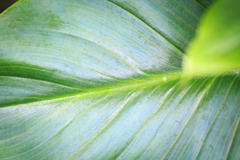 Green Tropical Calla Leaf. Background Texture Close Up of Green Leaf ...