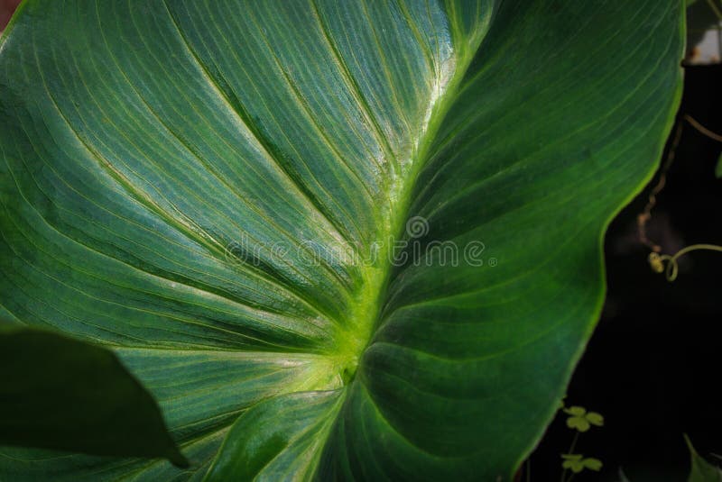Green Tropical Calla Leaf. Background Texture Close Up of Green Leaf ...