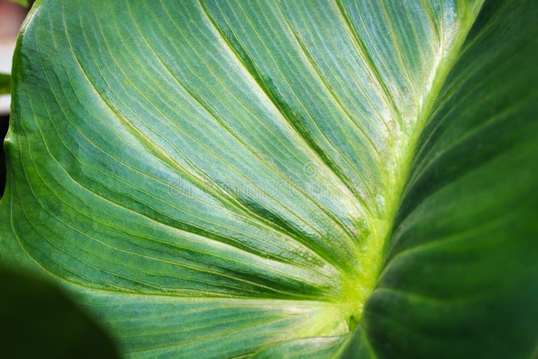 Green Tropical Calla Leaf. Background Texture Close Up of Green Leaf ...