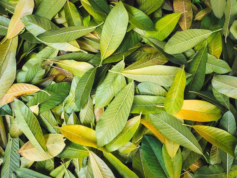 Green Tropical Foliage in Autumn Stock Photo - Image of small, natural ...