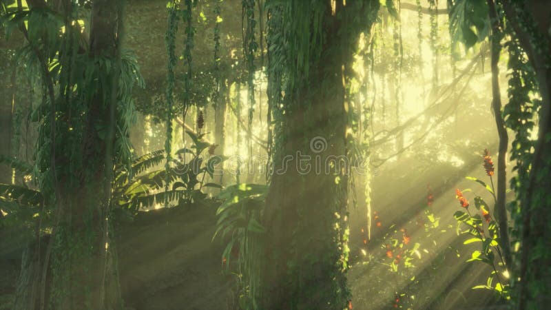 Green Tropical Forest with Ray of Light Stock Video - Video of asian ...