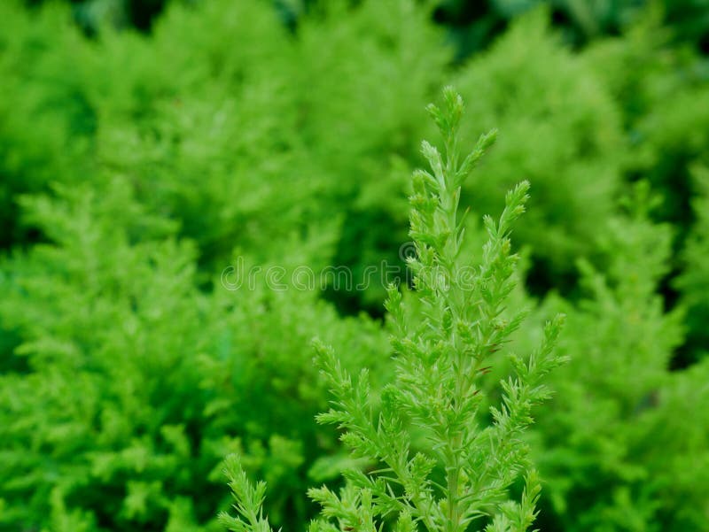 Green Tropical Grass Texture for Natural Image Stock Photo - Image of ...