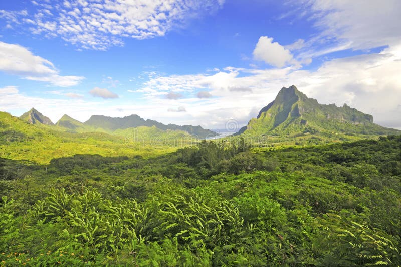 Green Tropical Landscape, Moorea French Polynesia Stock Photo - Image ...
