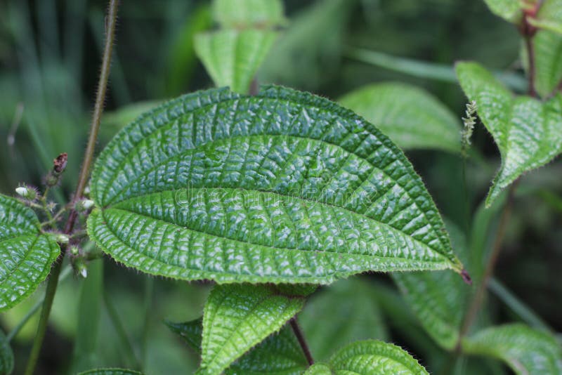 Green Tropical Leaf stock photo. Image of ridges, tropical - 75655484