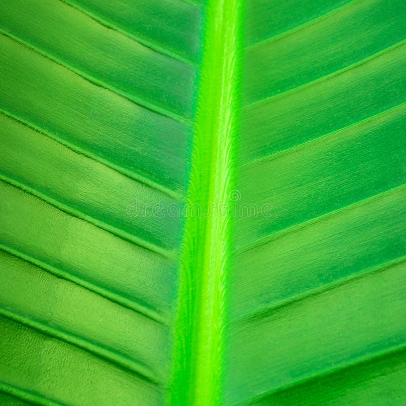 Green Tropical Leaf Pattern. Palm Leaf Textured Background Closeup ...