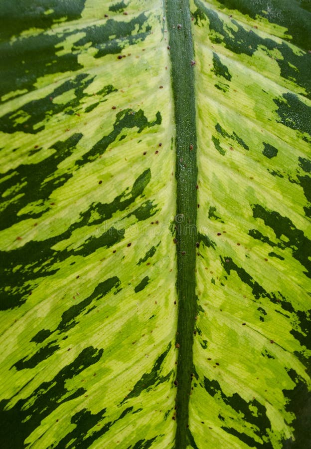 Green Tropical Leaf Texture. the Green Leaf Closeup Stock Image - Image ...
