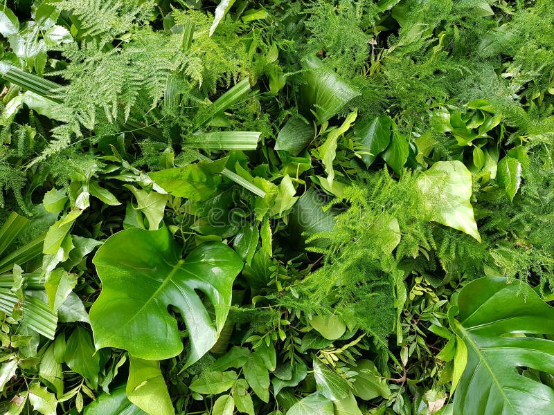 Green Tropical Leaf Texture in a Tropical Environment Stock Image ...