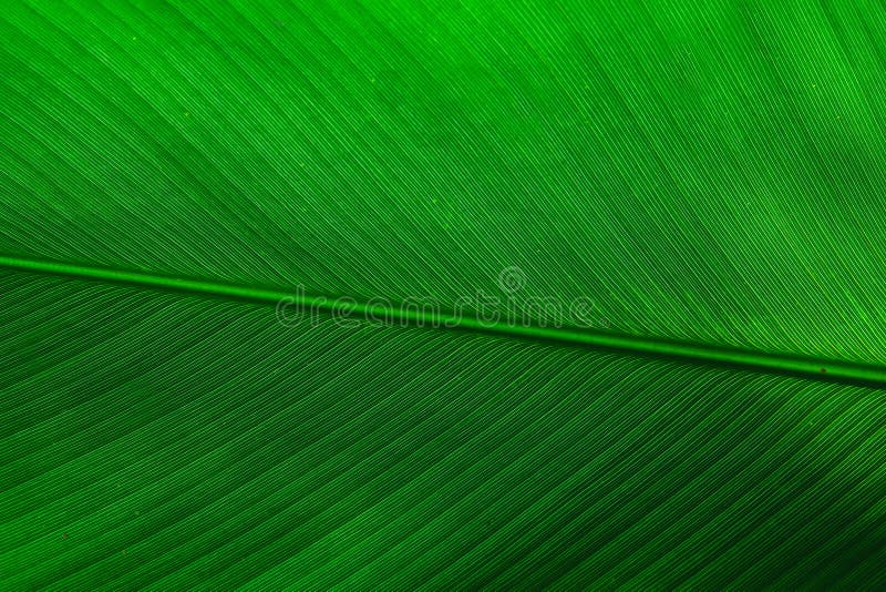 Tropical Leaf Texture Background Stock Image - Image of detail, texture ...