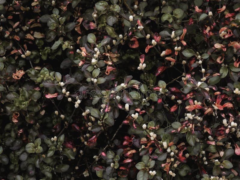 Green Tropical Leaf Texture for Nature Backgrounds Stock Image - Image ...