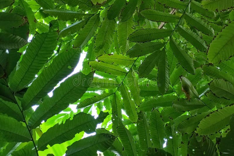 Green Tropical Leaves Forming a Dense Canopy Seen from Below. Stock ...