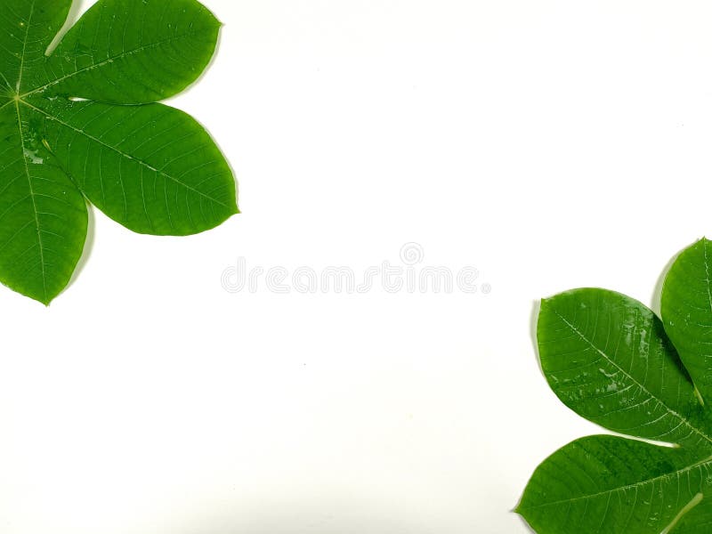 Green Tropical Leaves are Placed on a White Background with Part of the ...