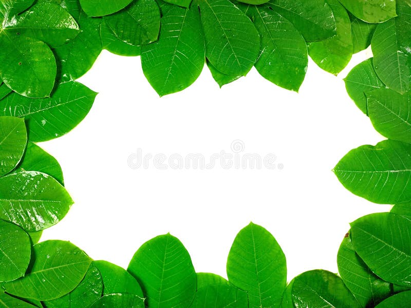 Green Tropical Leaves are Placed on a White Background with Part of the ...