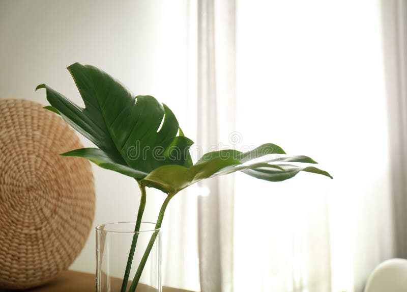 Green Tropical Leaves in Vase. Modern Decor for Stylish Interior Stock ...