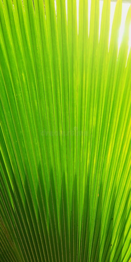 Green Tropical Palm Tree Leaf Stock Photo - Image of palms, detail ...