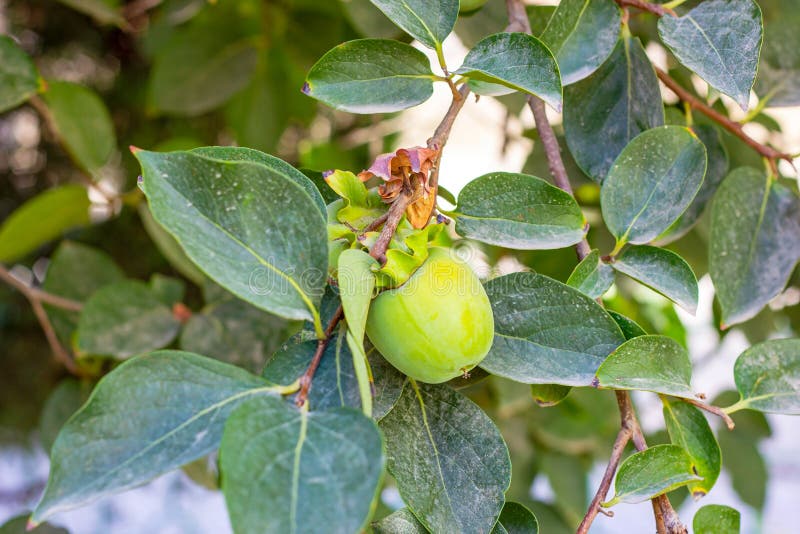 Green Tropical Persimmon Fruit Tree with Leaves in the Garden in Summer ...