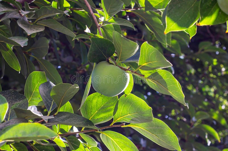 Green Tropical Persimmon Fruit Tree with Leaves in the Garden in Summer ...