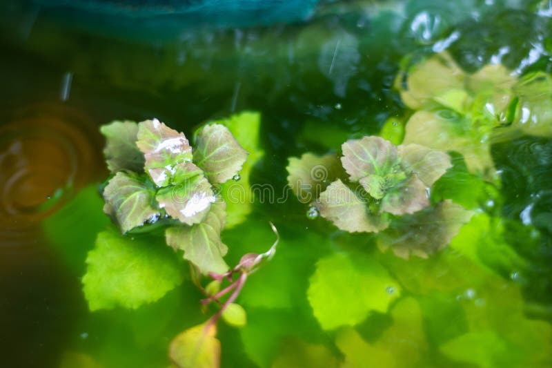 Green Tropical Plants in Ponds for Raising Fish Stock Photo - Image of ...