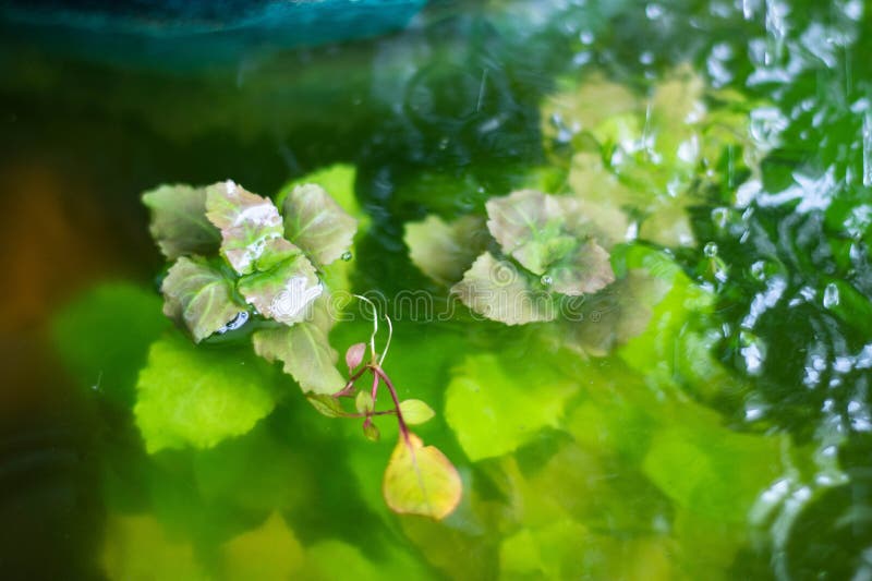 Green Tropical Plants in Ponds for Raising Fish Stock Photo - Image of ...