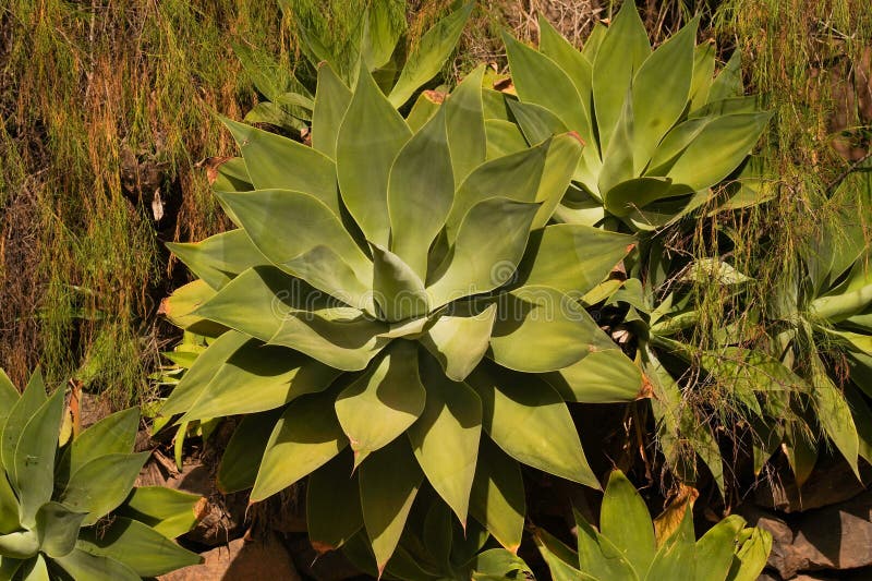 Green Tropical Shrub. Tropical Landscape Stock Image - Image of coastal ...
