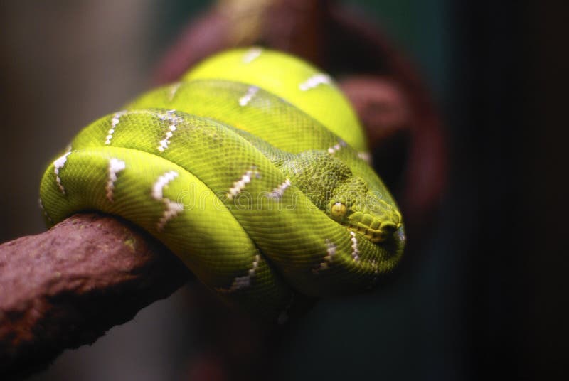 Green Tropical Snake Coiled on a Branch Stock Photo - Image of green ...