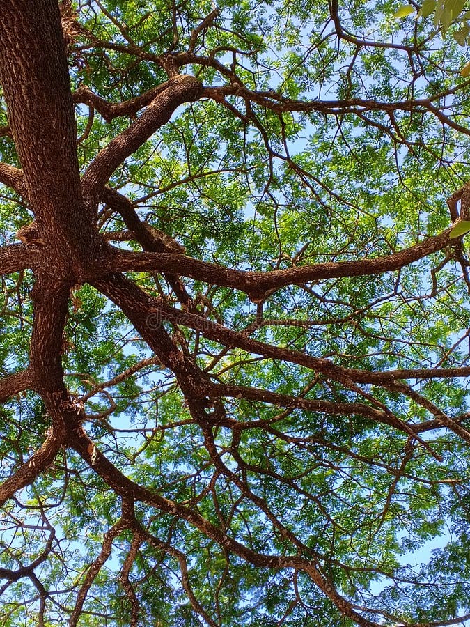 Green Tropical Tree Canopy with Spreading Branches and Blue Sky ...
