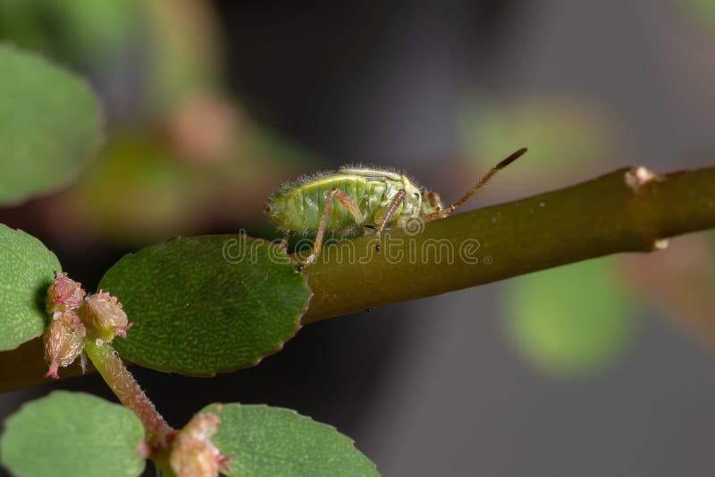 Green True Bugs nymph stock image. Image of leaf, green - 206152747