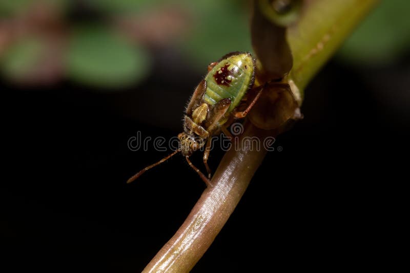 Red True Bugs nymph stock photo. Image of young, entomology - 206072280