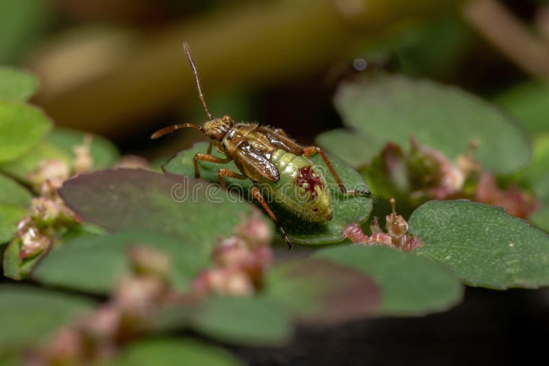 Green True Bugs nymph stock image. Image of hemiptera - 206153275